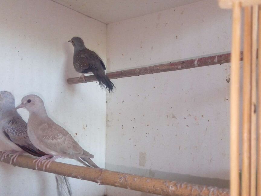 Бриллиантовые горлицы