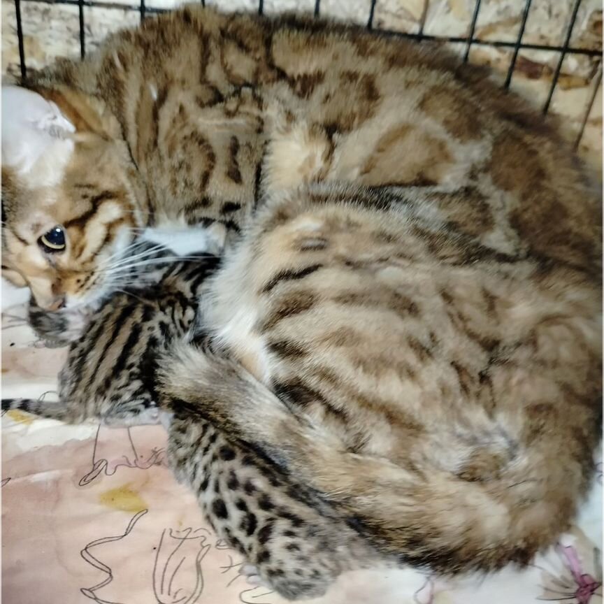 Бенгальская бронь котят 3котенка