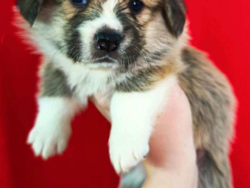 Вельш корги пемброк щенки на май -июнь