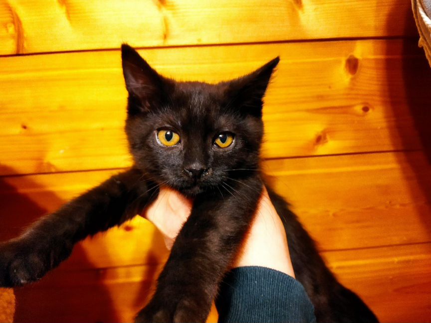 Котенок мальчик в дар