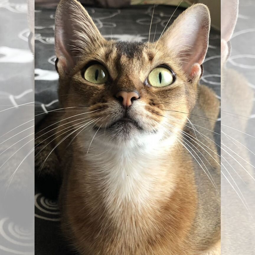 Абиссинская, взрослая кошка