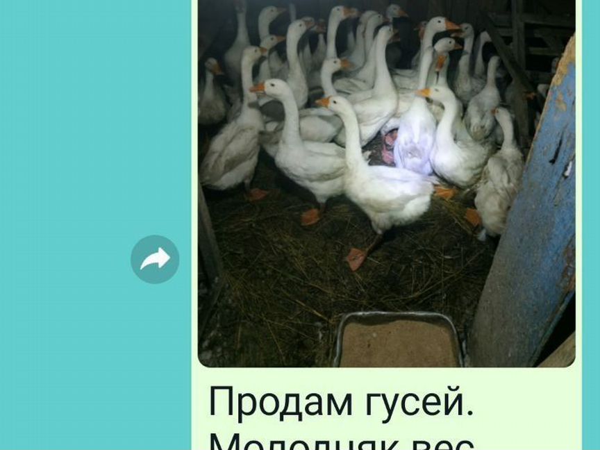 Продажа гусей