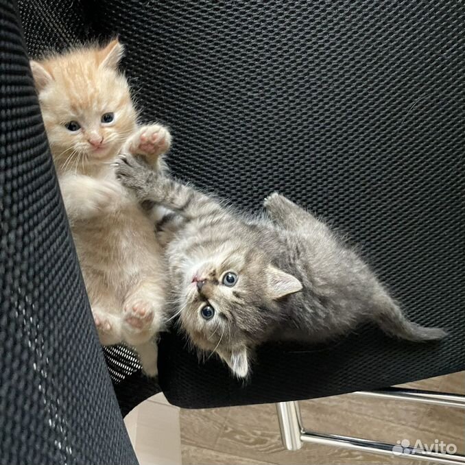 Котятки веселые