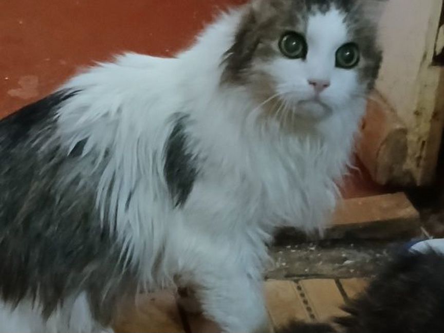 Слепые кошки в добрые руки