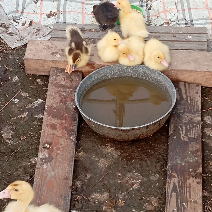 Утята индоутки