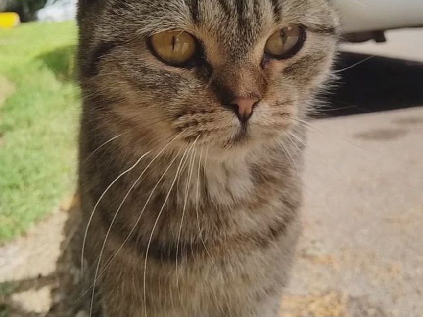Шотландскую кошку выкинули. Дом или передержка
