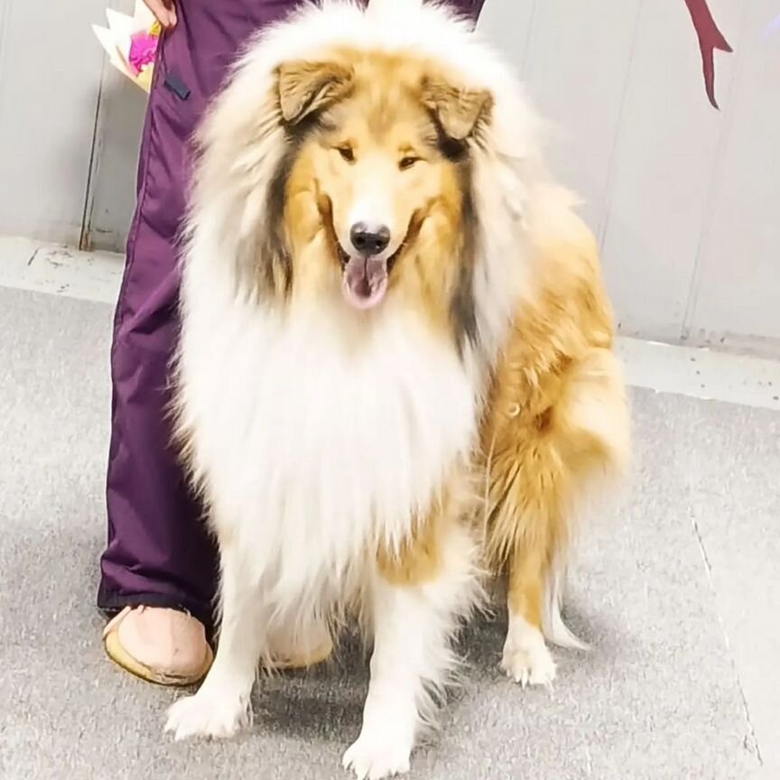 Колли, взрослый пёс