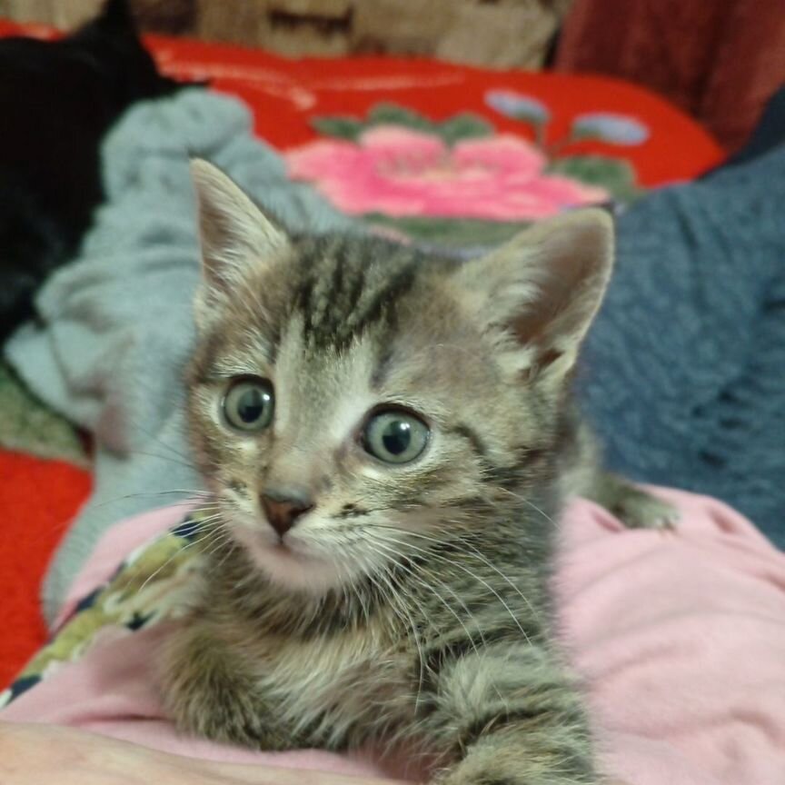 Котенок девочка