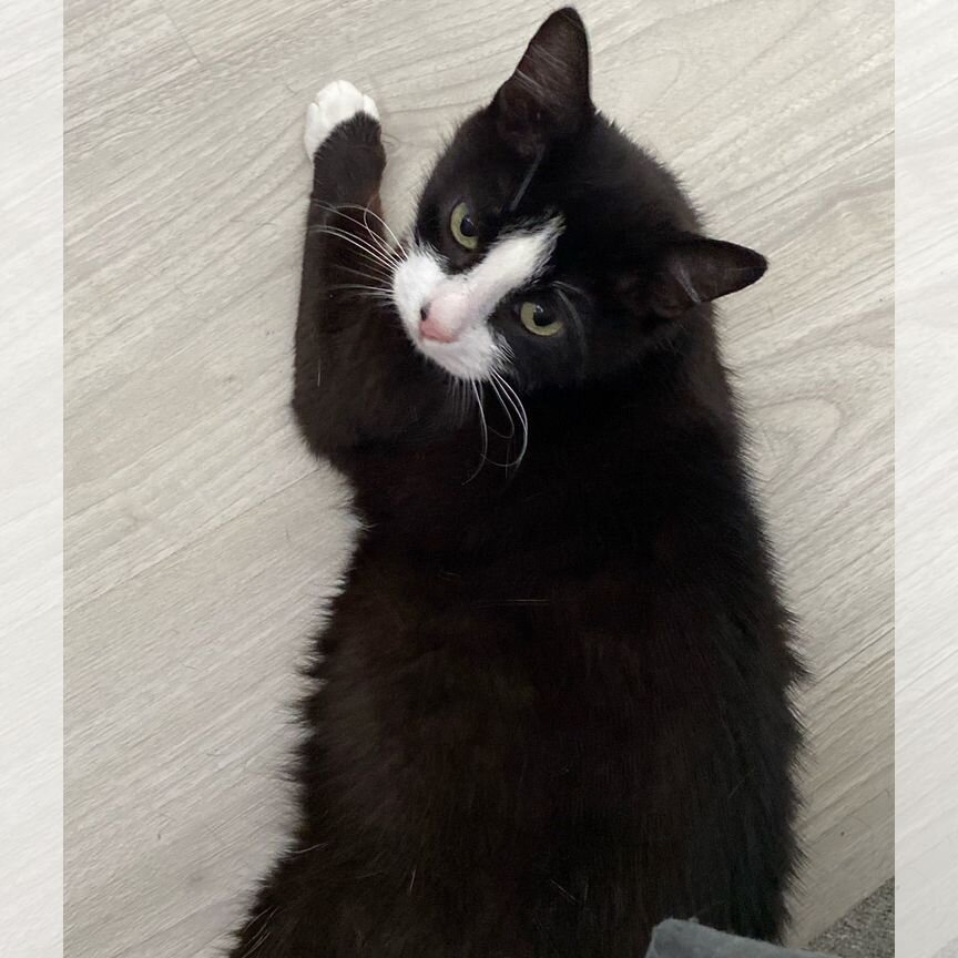 Взрослая кошка в добрые руки