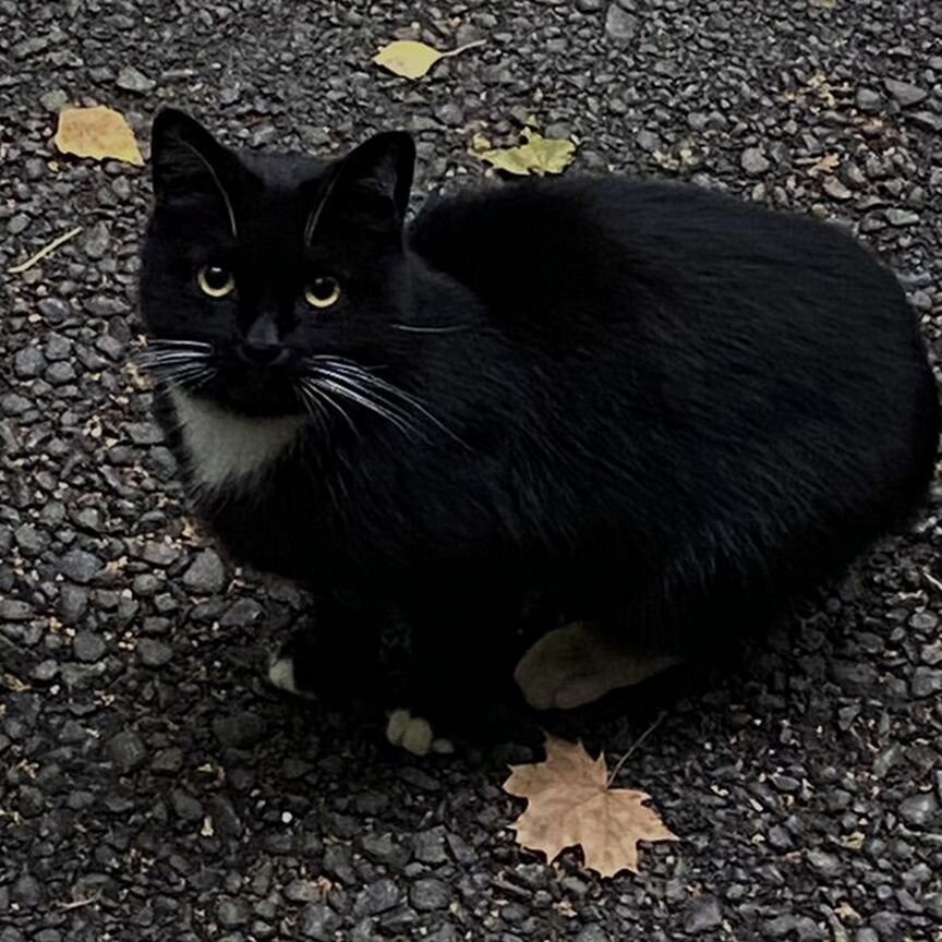 Черный котик в добрые руки