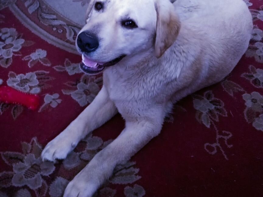 Лабрадор ретривер