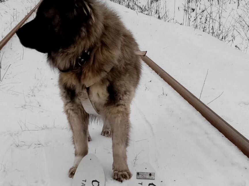 Кавказец вязка