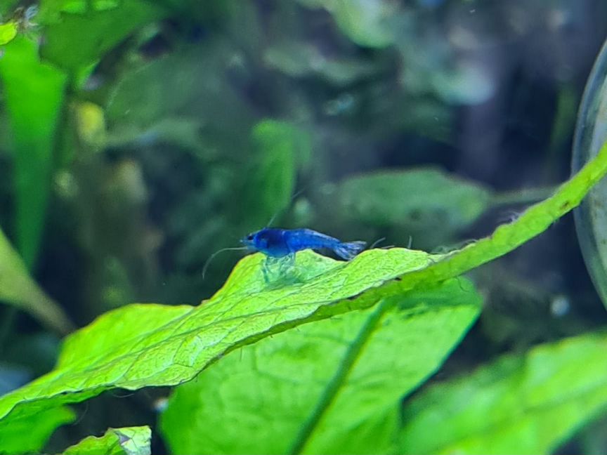 Креветки blue dream