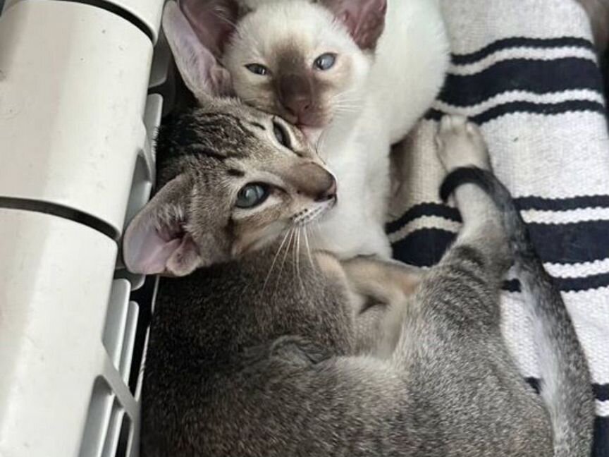 Ориентальные котята