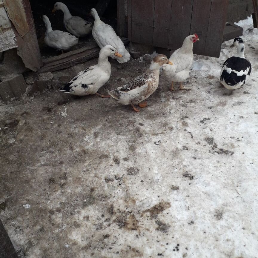 Утки башкирские на племя
