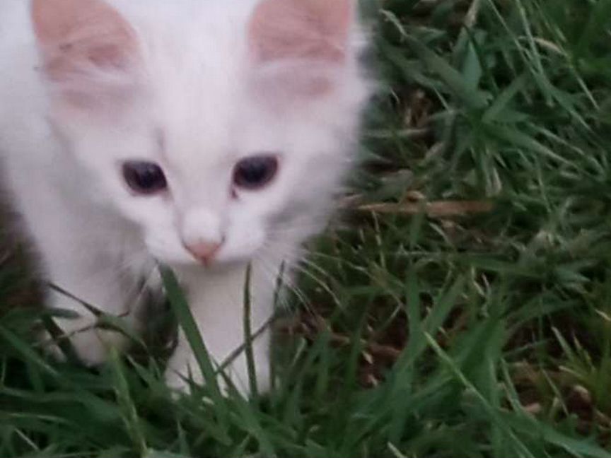 Котята простые домашние