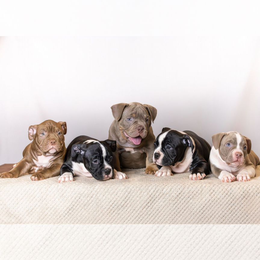 Американский булли, щенок