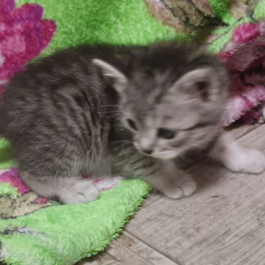 Шотландский вислоухий короткошёрстный котёнок