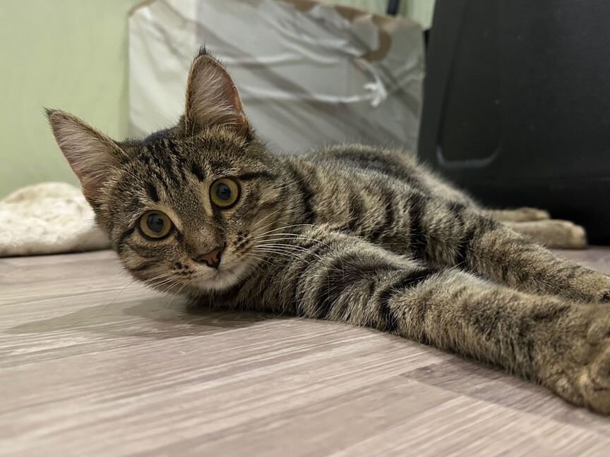 Европейская красавица