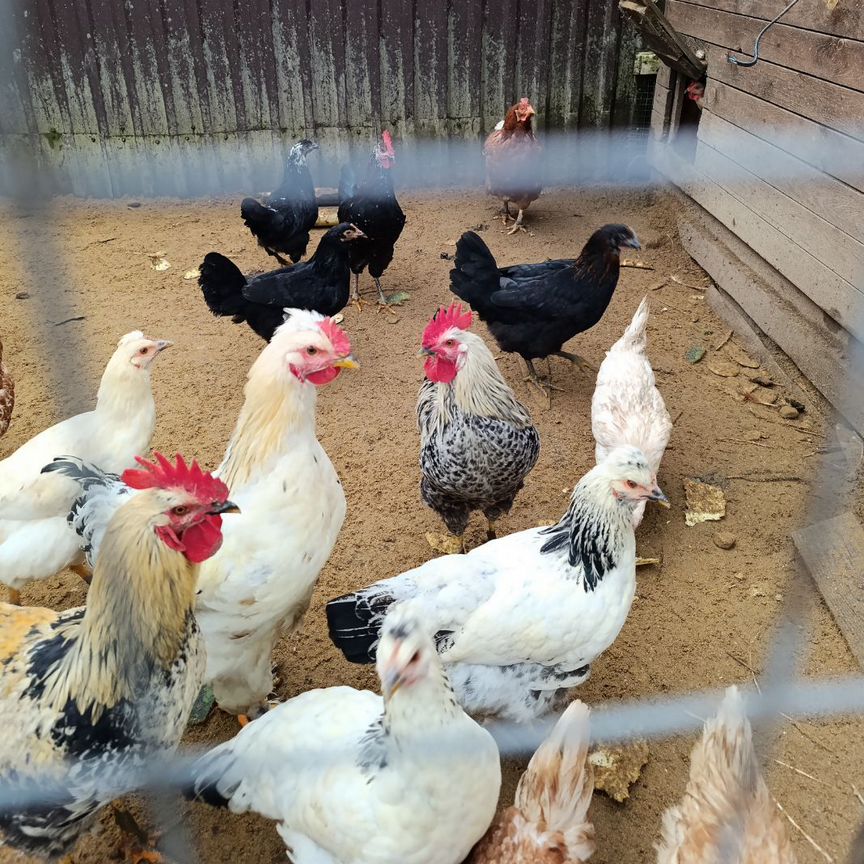 Молодые петухи