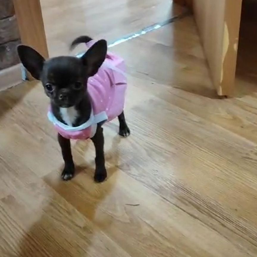 Чихуахуа мини девочка