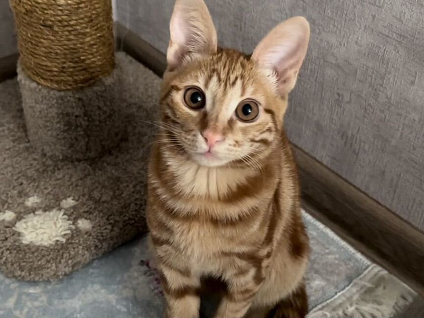 Потерялась рыжая кошечка