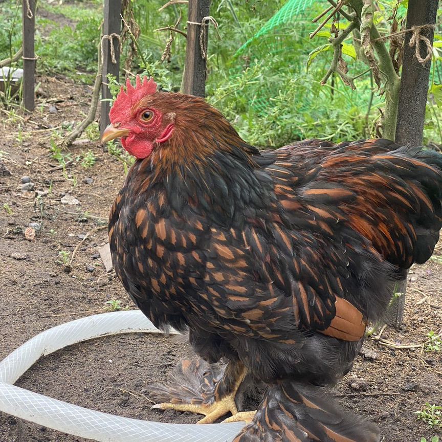 Продам Петух Кохинский Мини