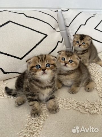 Шотландские вислоухие котята