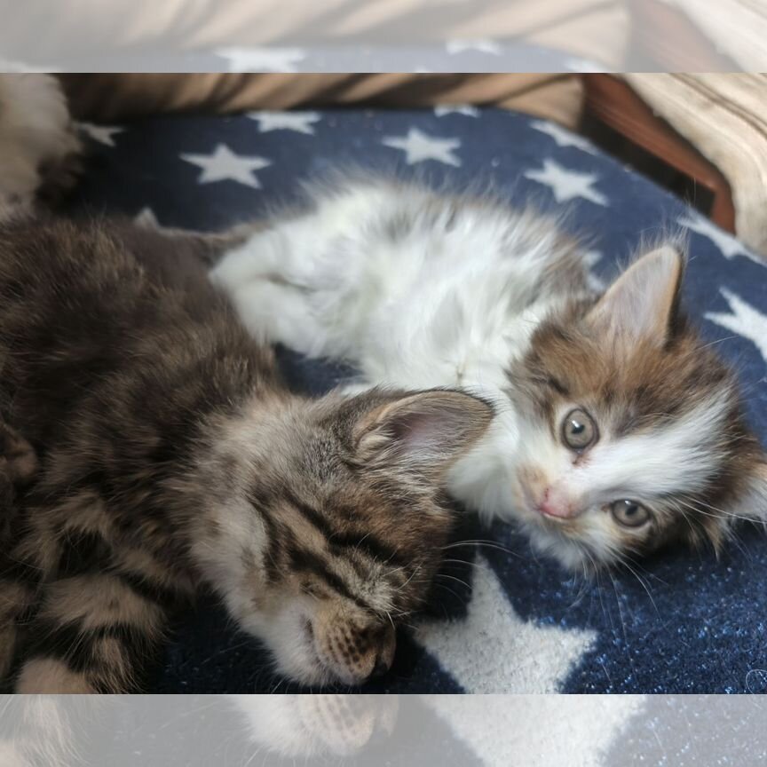 Мейн-кун котёнок