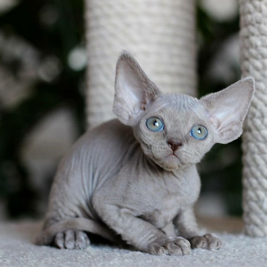 Девон-рекс котёнок