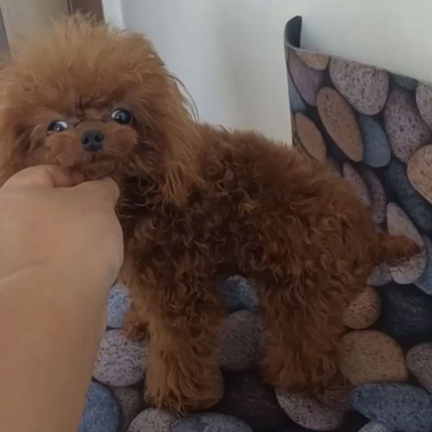 Девочка Китай 7 месяцев