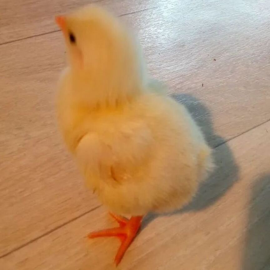 Цыплята бройлеры суточные