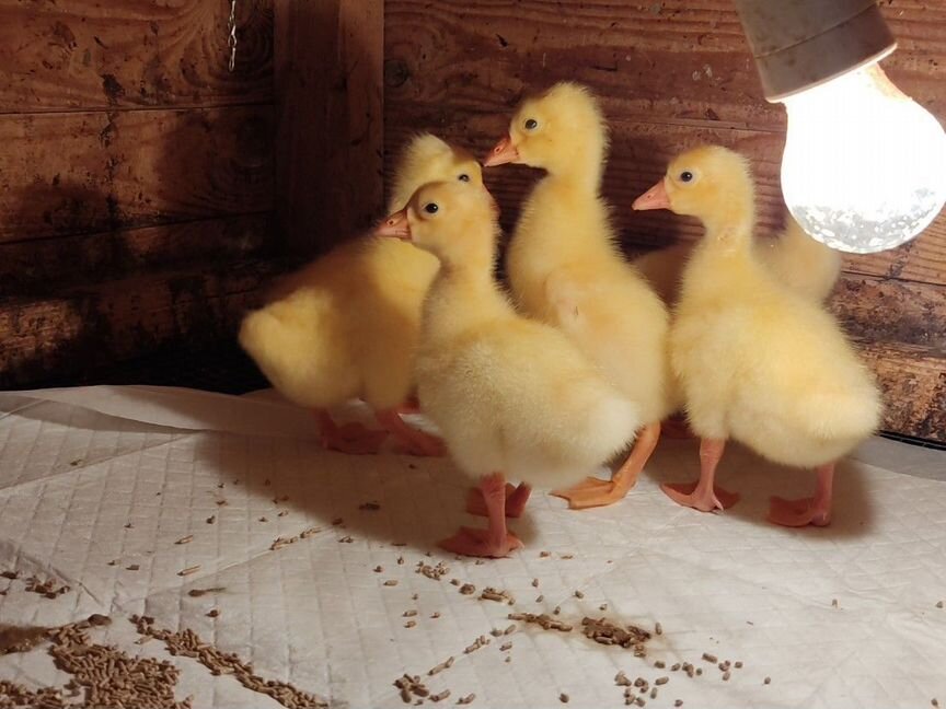 Гусята Линда