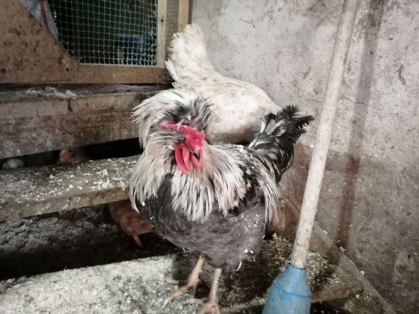 Молодые петухи