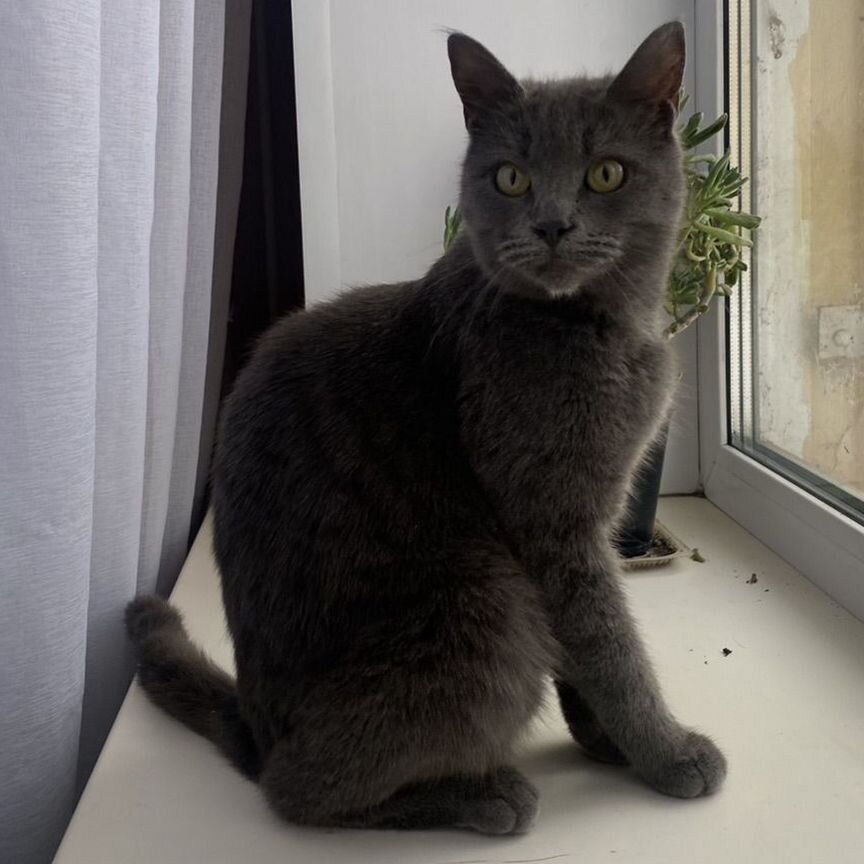 Британская короткошёрстная кошка, взрослая