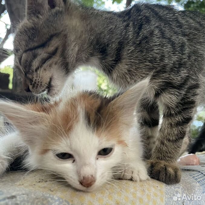 Котята ищут дом,бесплатно