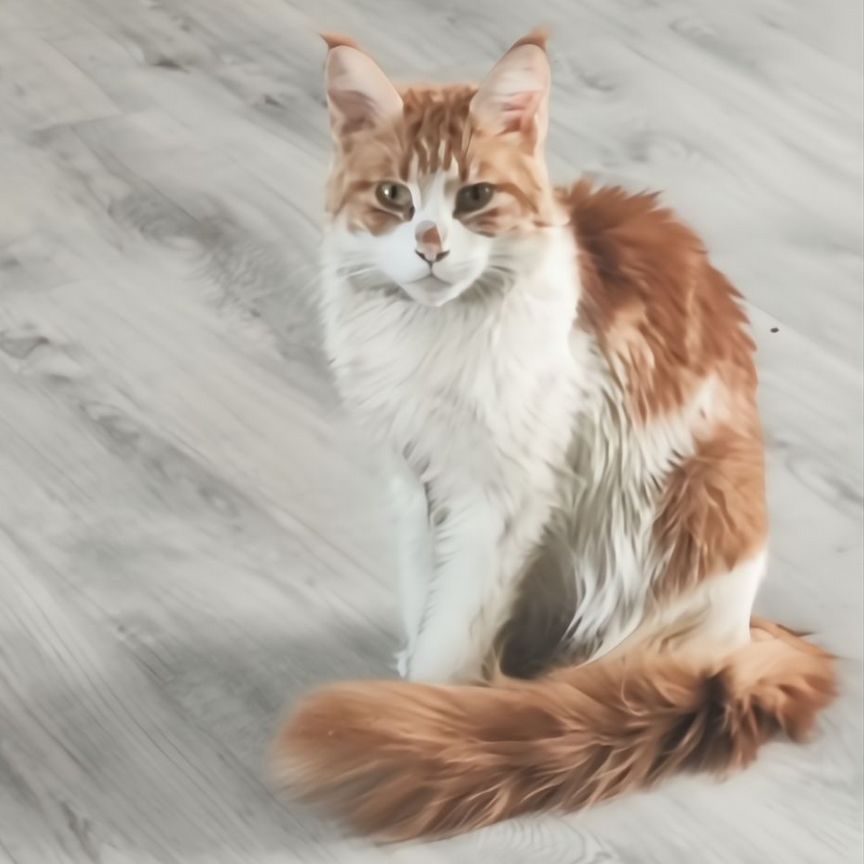 Мейн-кун, взрослая кошка