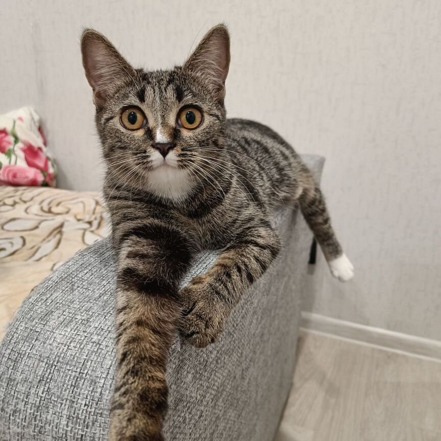 Котенок 9мес, девочка в добрые руки, стерилизован