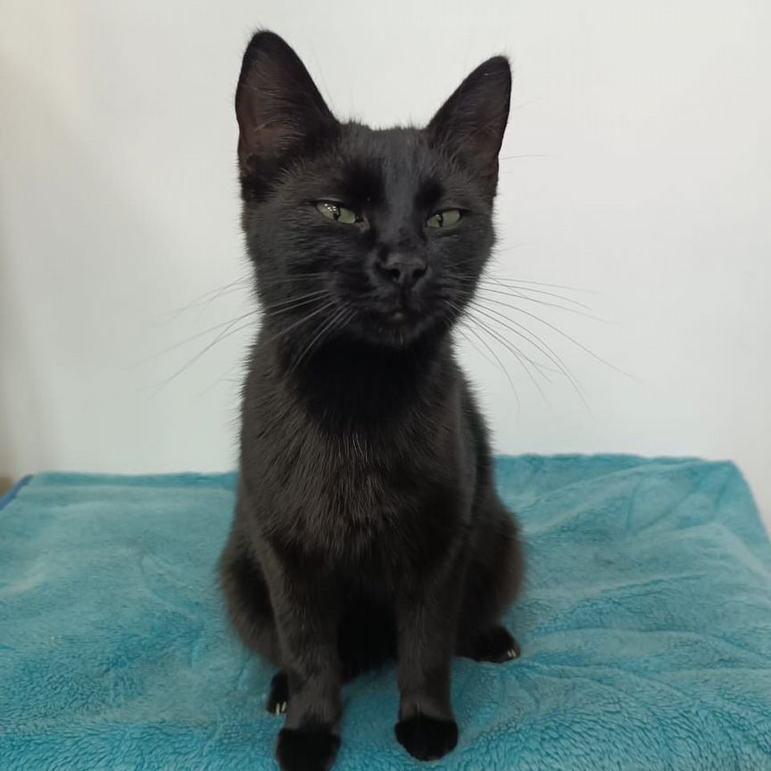 Обаятельная кошечка пантера