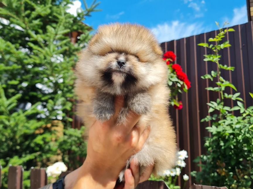 Померанский шпиц мини медвежонок
