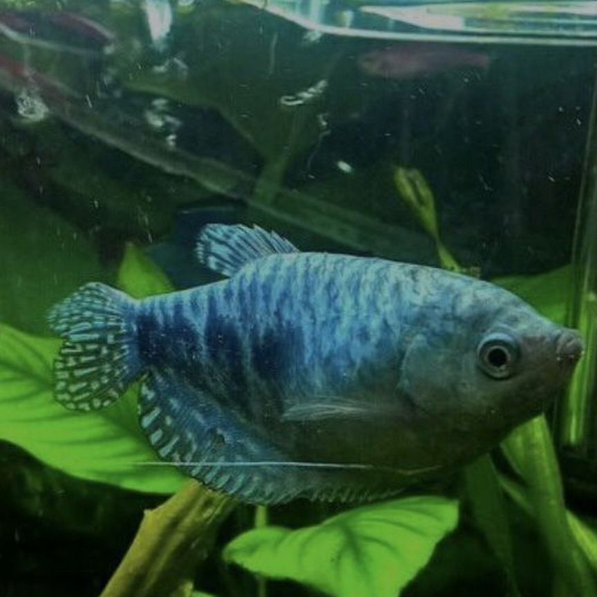 Аквариумные рыбки