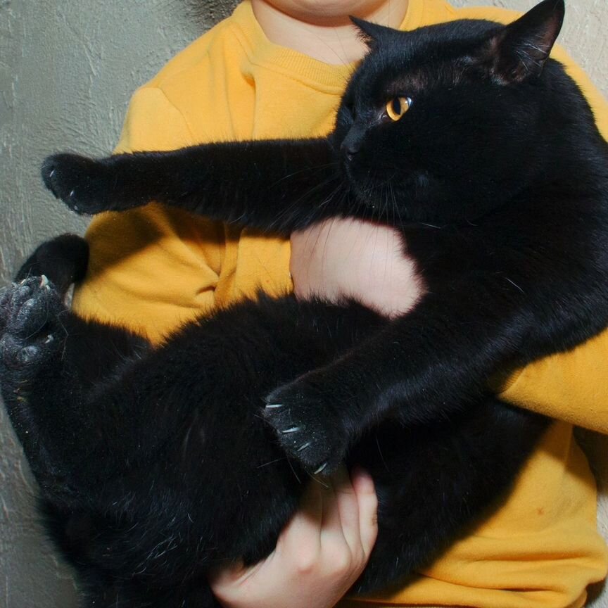 Кот Боб ищет дом