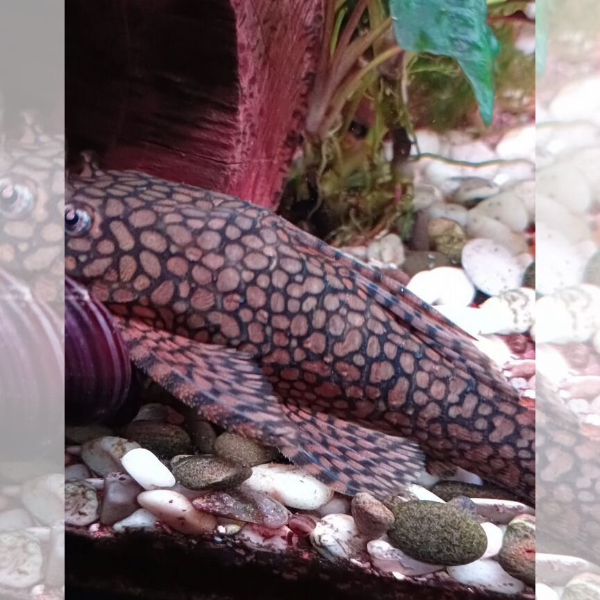 Анциструс "Медовые соты"