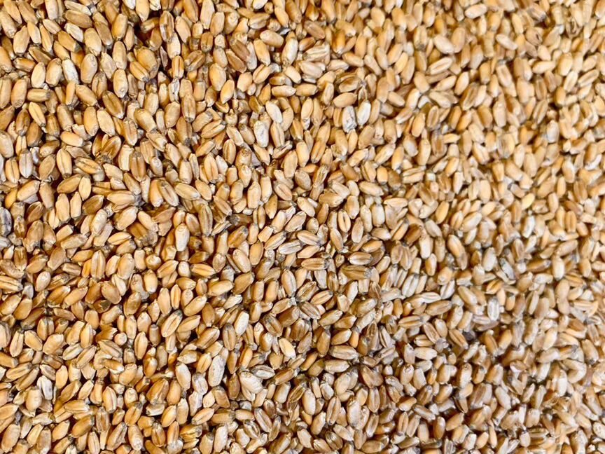 Зерно: пшеница, ячмень, овёс