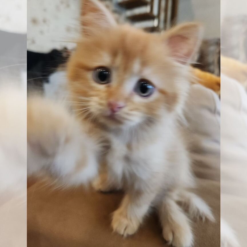 Британский короткошёрстный котёнок