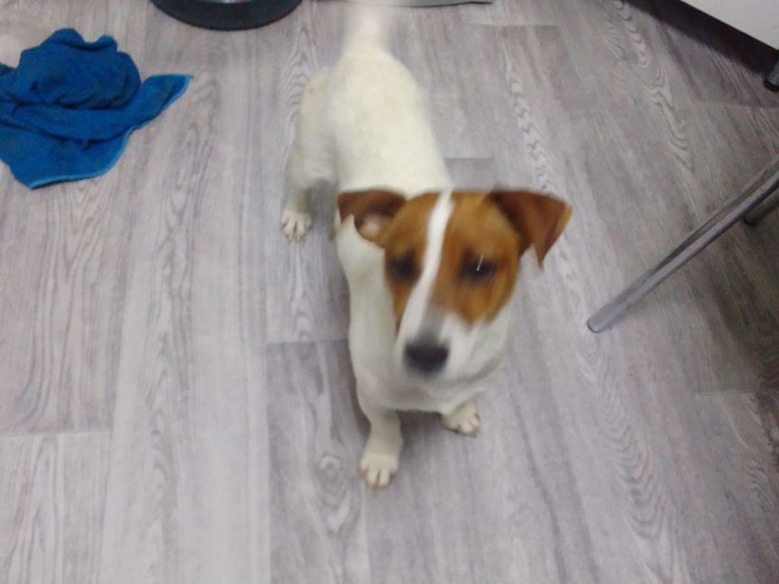 Продам кутят