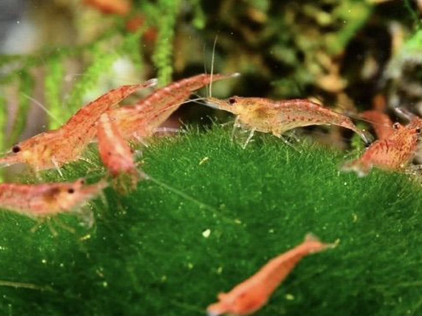 Креветки черри