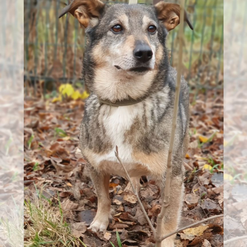 Взрослая собака в добрые руки
