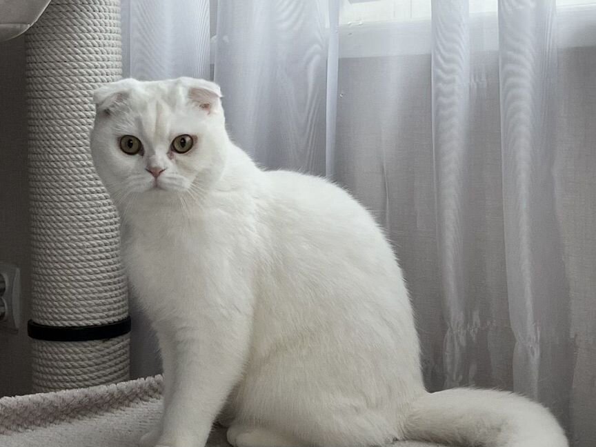 Шотландская вислоухая белая кошка
