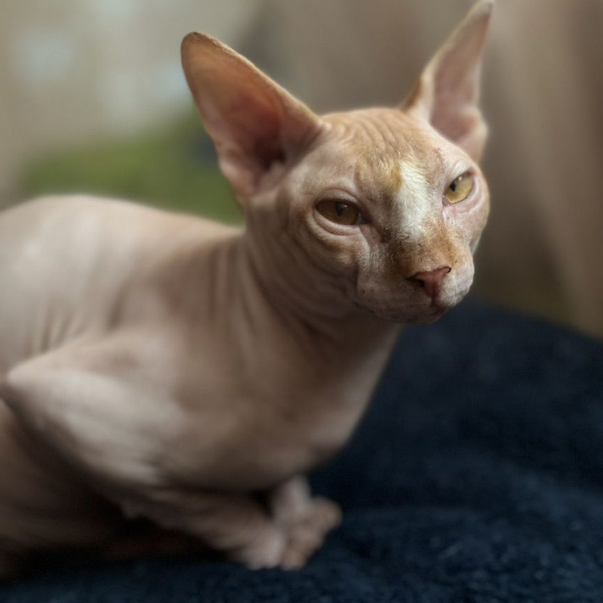 Канадский сфинкс